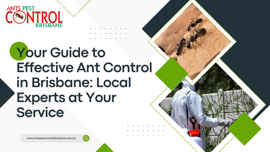 Your Guide to Effective Ant Control in Brisbane: Local Experts at Your Service - Ants Pest ...